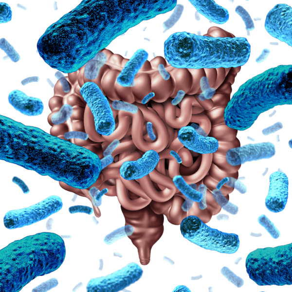Stress and the Digestive System - 23 Nutrition Therapy